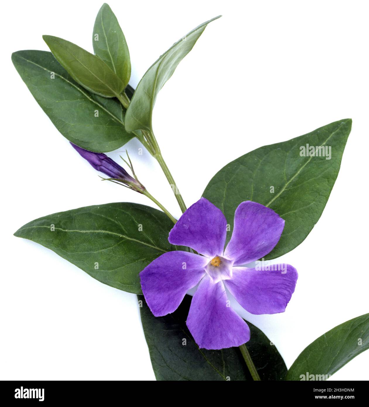 Periwinkle, Vinca, major, ground cover Stock Photo - Alamy