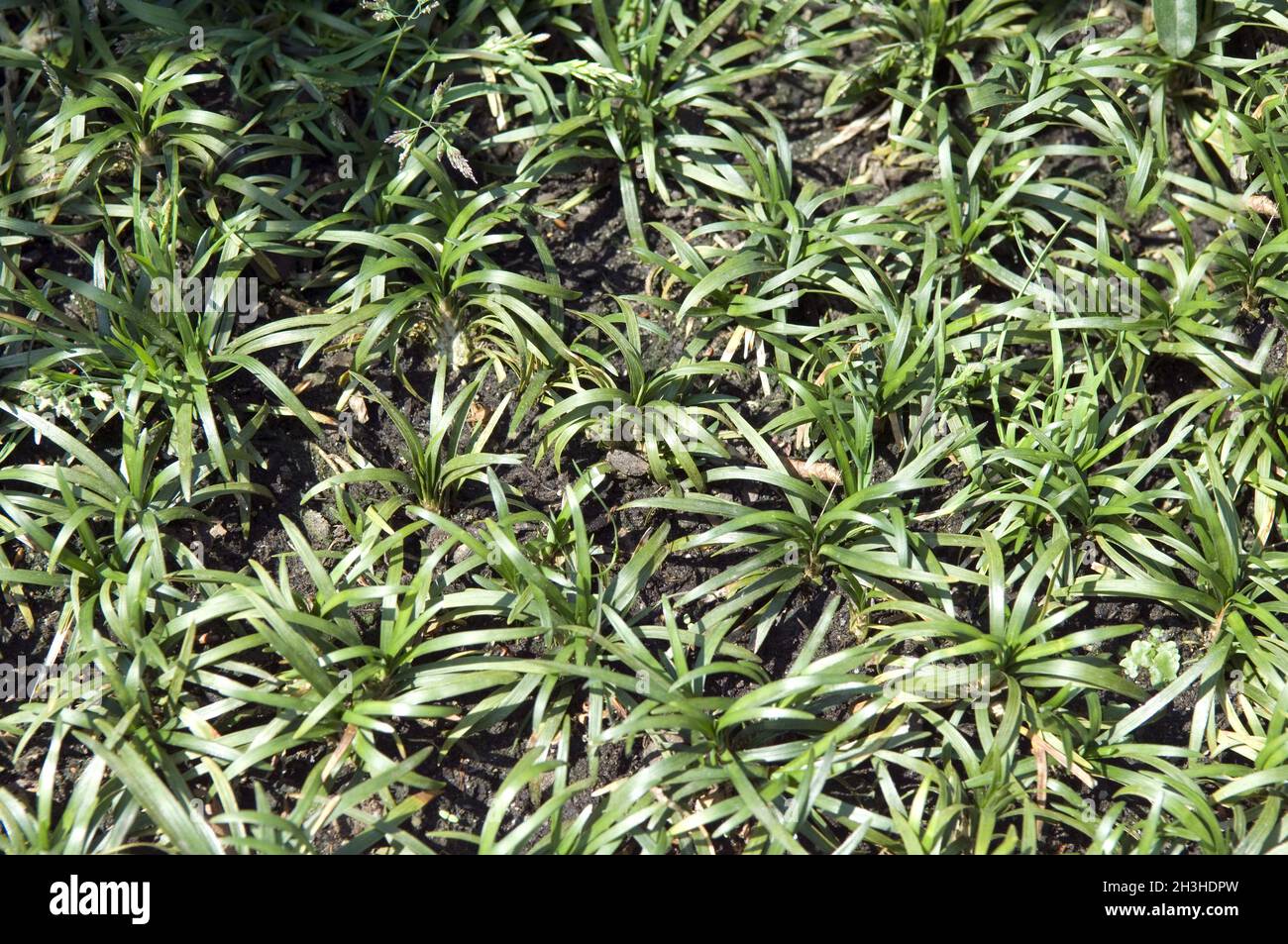 Japanese snakebeard; Ophiopogon japonicus Stock Photo - Alamy