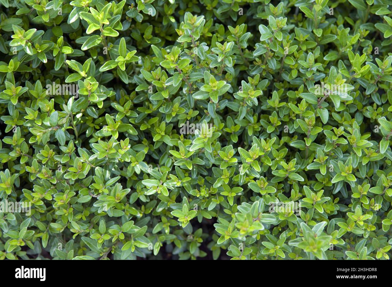 Evergreen honeysuckle; Lonicera nitida Stock Photo - Alamy