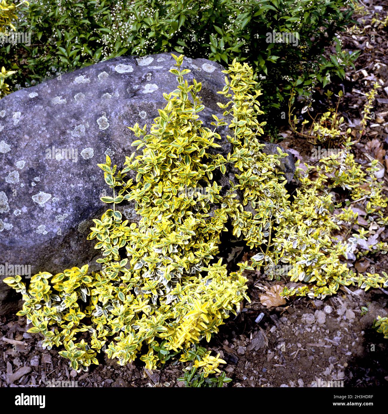 Spindle bush, Euonymus fortunei Stock Photo - Alamy