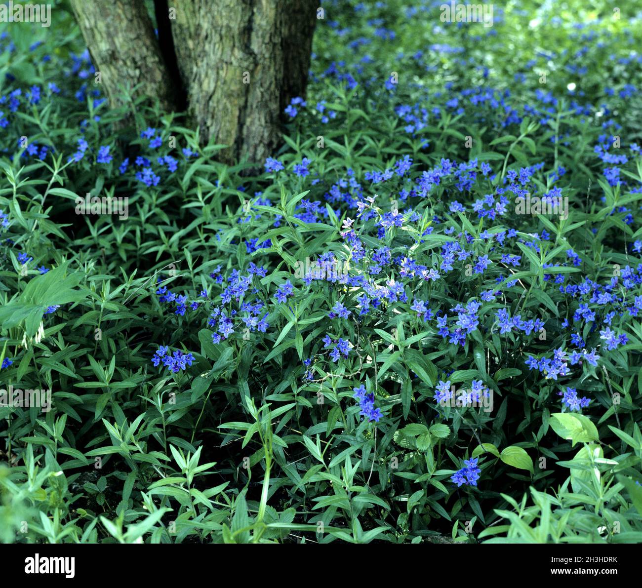 Stone seed, Lithospermum Stock Photo - Alamy