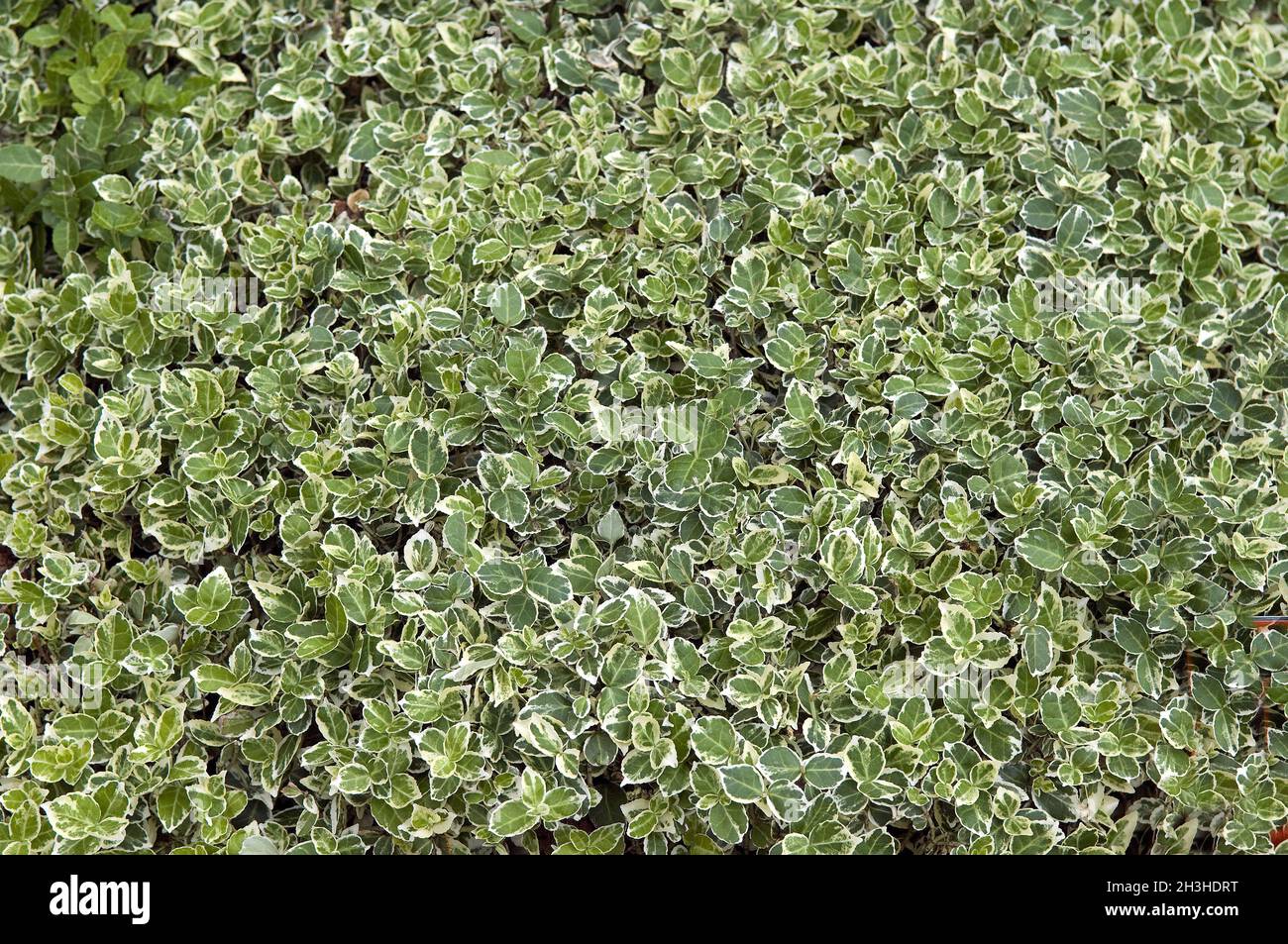 Evergreen spindle bush, Euonymus fortunei Stock Photo - Alamy