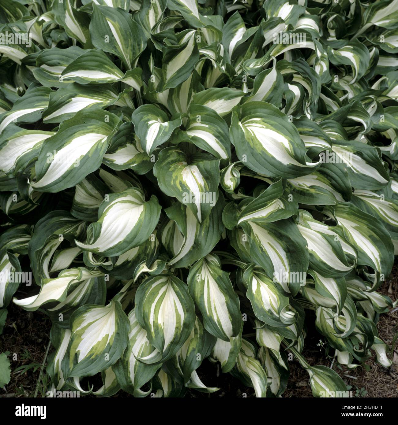 Wavy-leaved hosta, Hosta undulata Stock Photo - Alamy