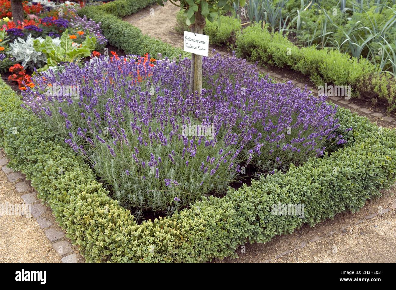 Garden Box And Lavender High Resolution Stock Photography and Images ...