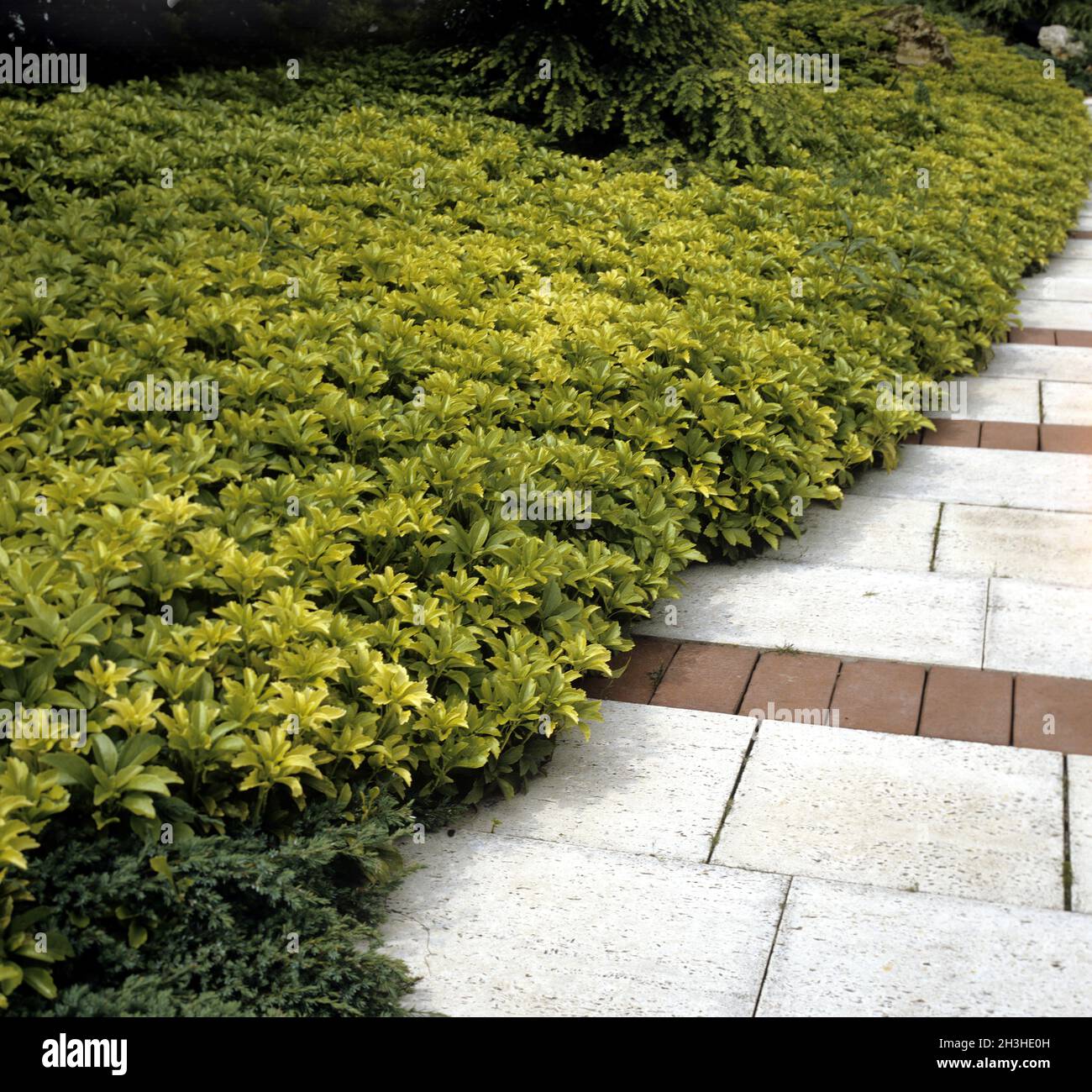 Garden path, shade green Stock Photo - Alamy