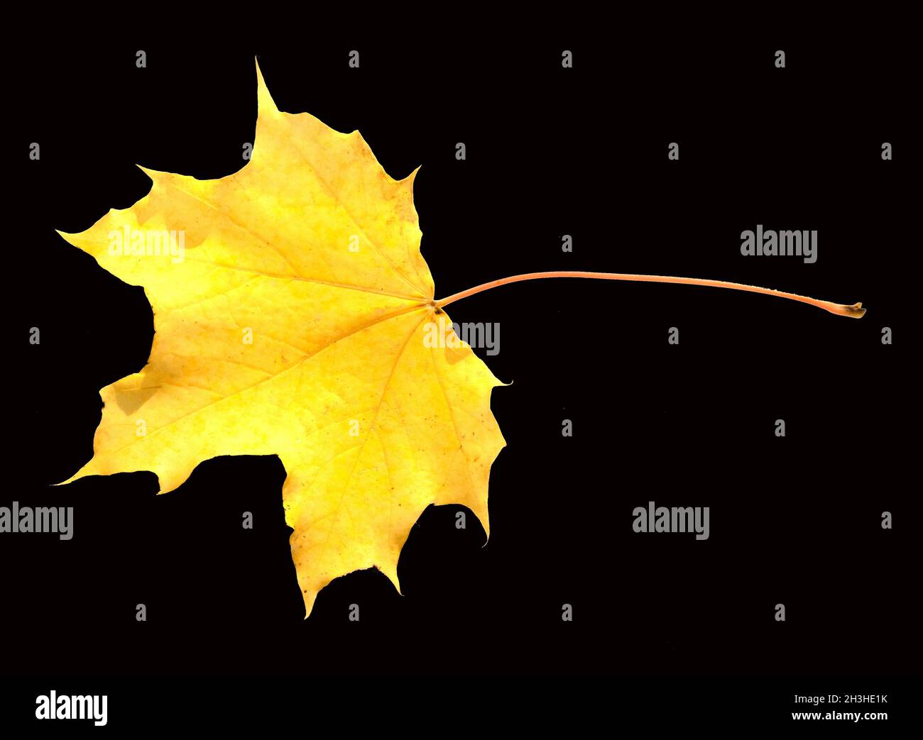 Field maple leaf, field maple, autumn leaves Stock Photo - Alamy