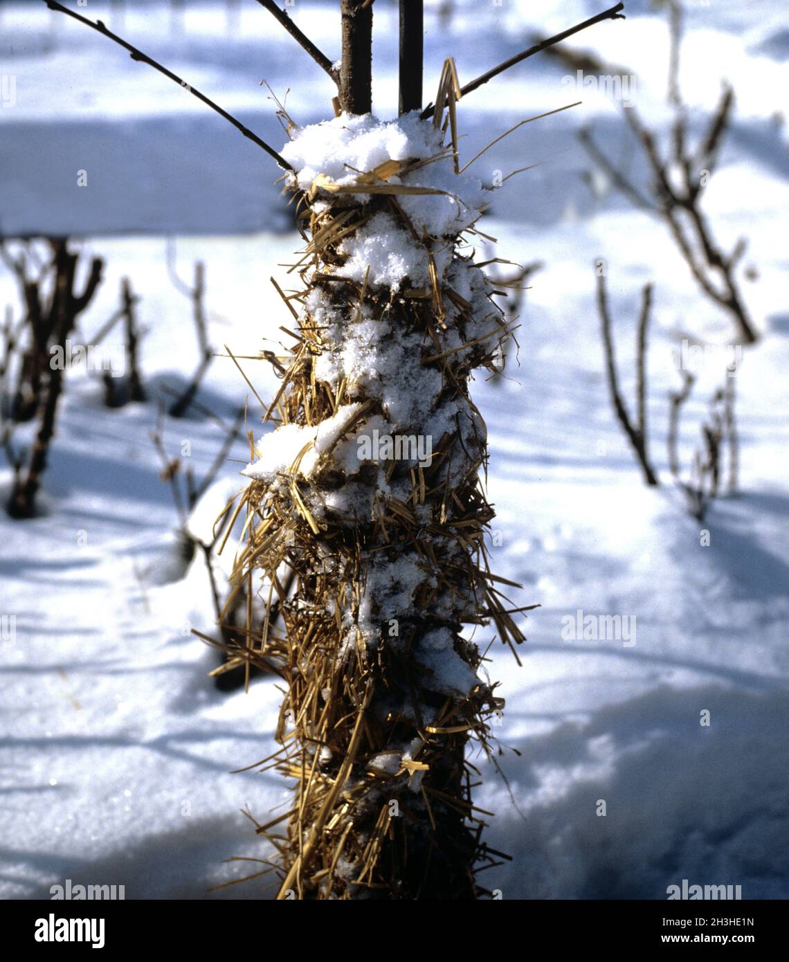 Antifreeze protection hi-res stock photography and images - Alamy