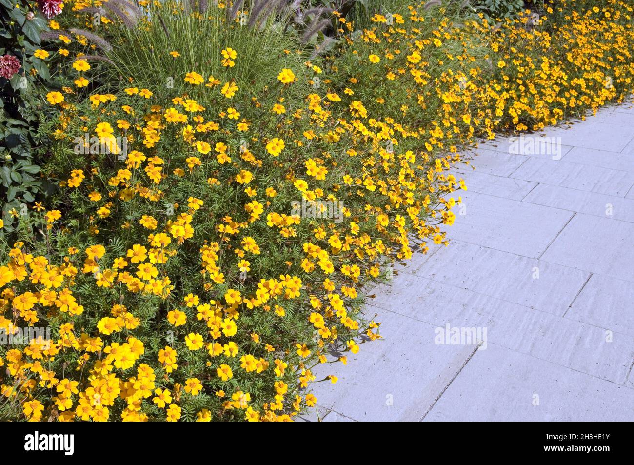 Path border, garden path Stock Photo - Alamy