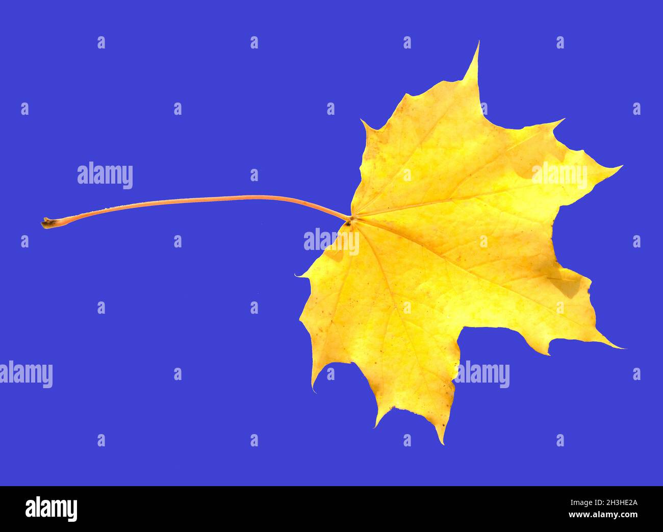 Field maple leaf, field maple, autumn leaves Stock Photo - Alamy