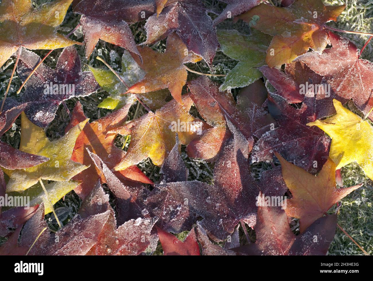 Amber leaves hi-res stock photography and images - Alamy