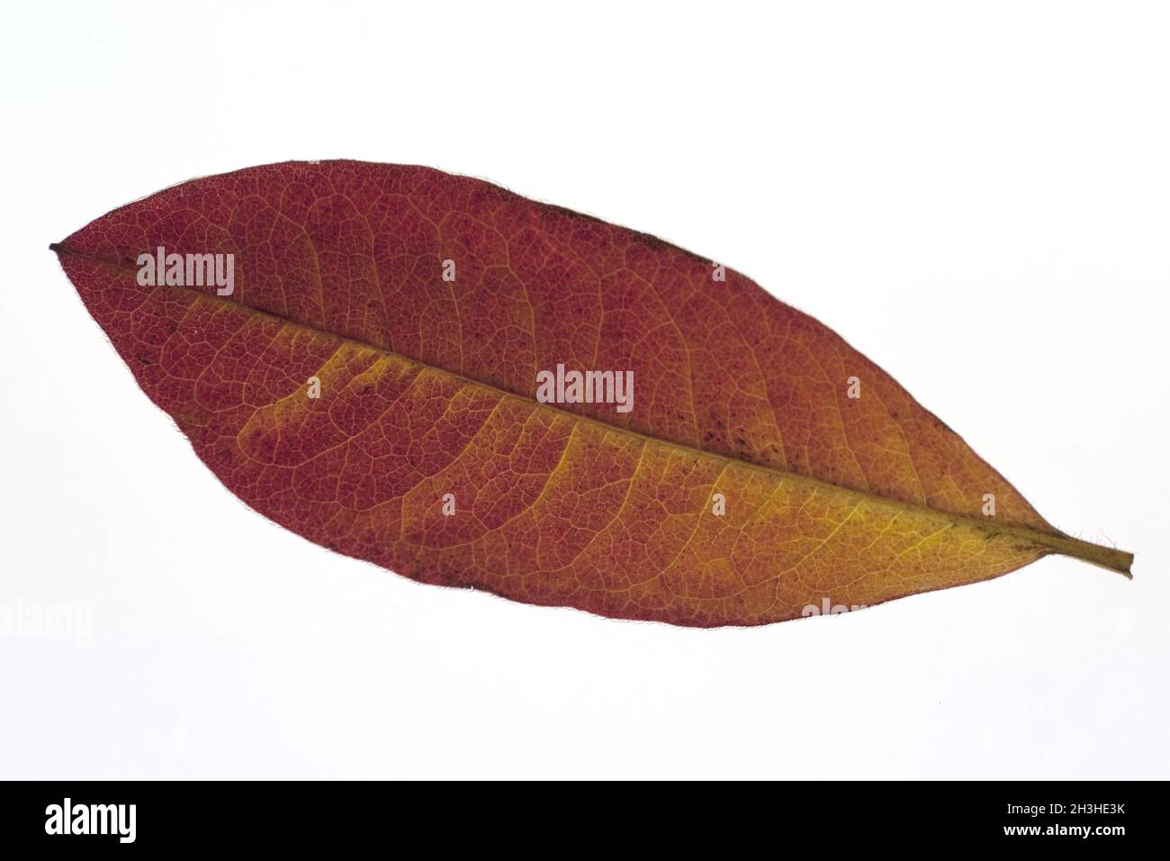 Azalea leaf hi-res stock photography and images - Alamy