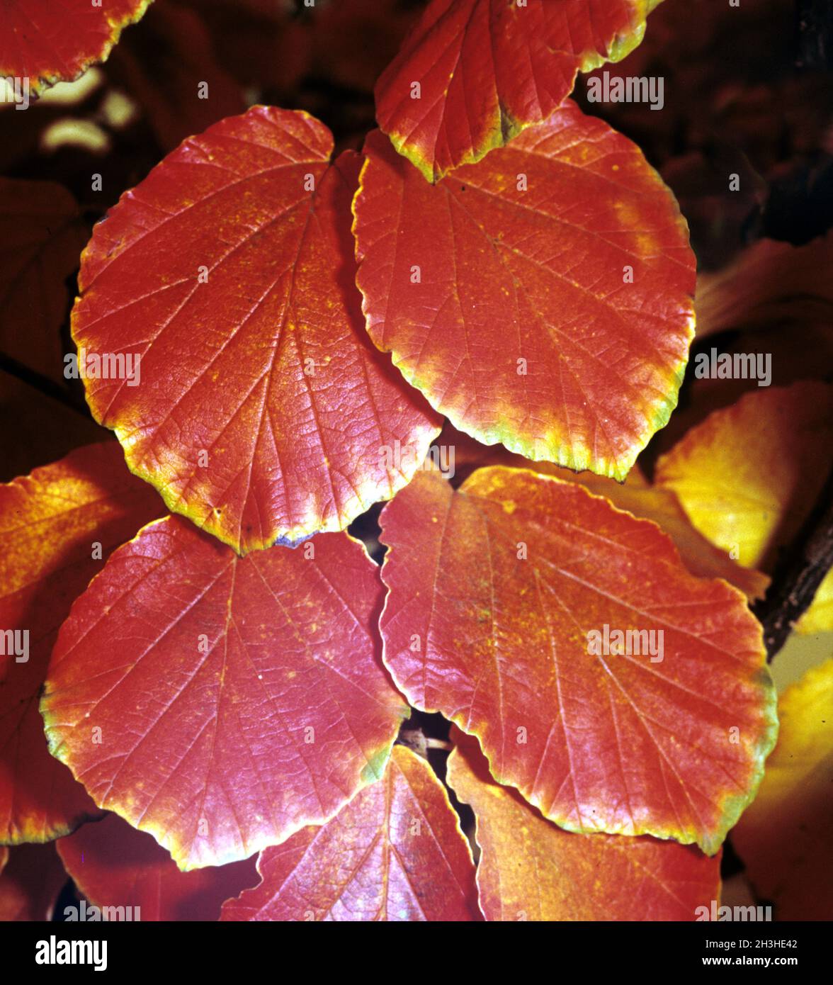 Witch hazel autumn foliage hamamelis hi-res stock photography and ...