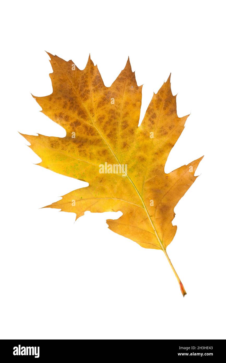 Oak leaf autumn colour Cut Out Stock Images & Pictures - Alamy