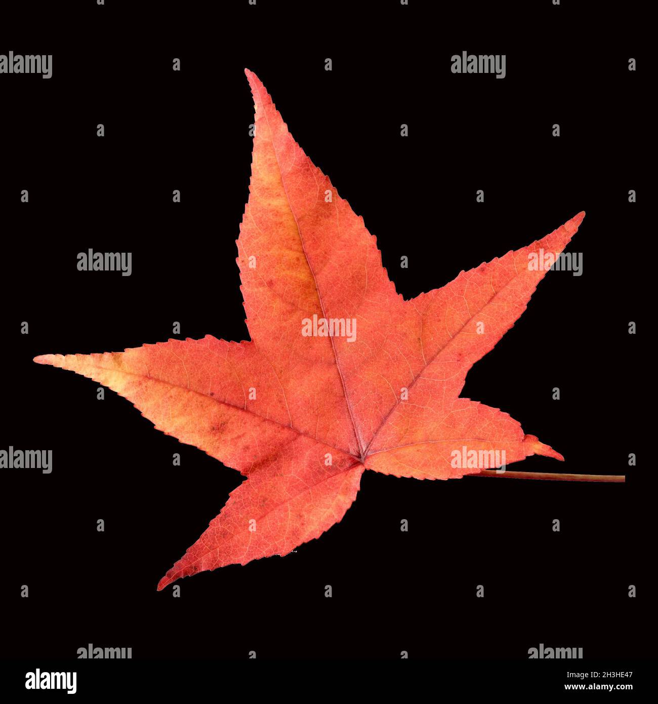 Amber tree leaf, Liquidambar, styraciflua, Storax tree, Starfish tree ...