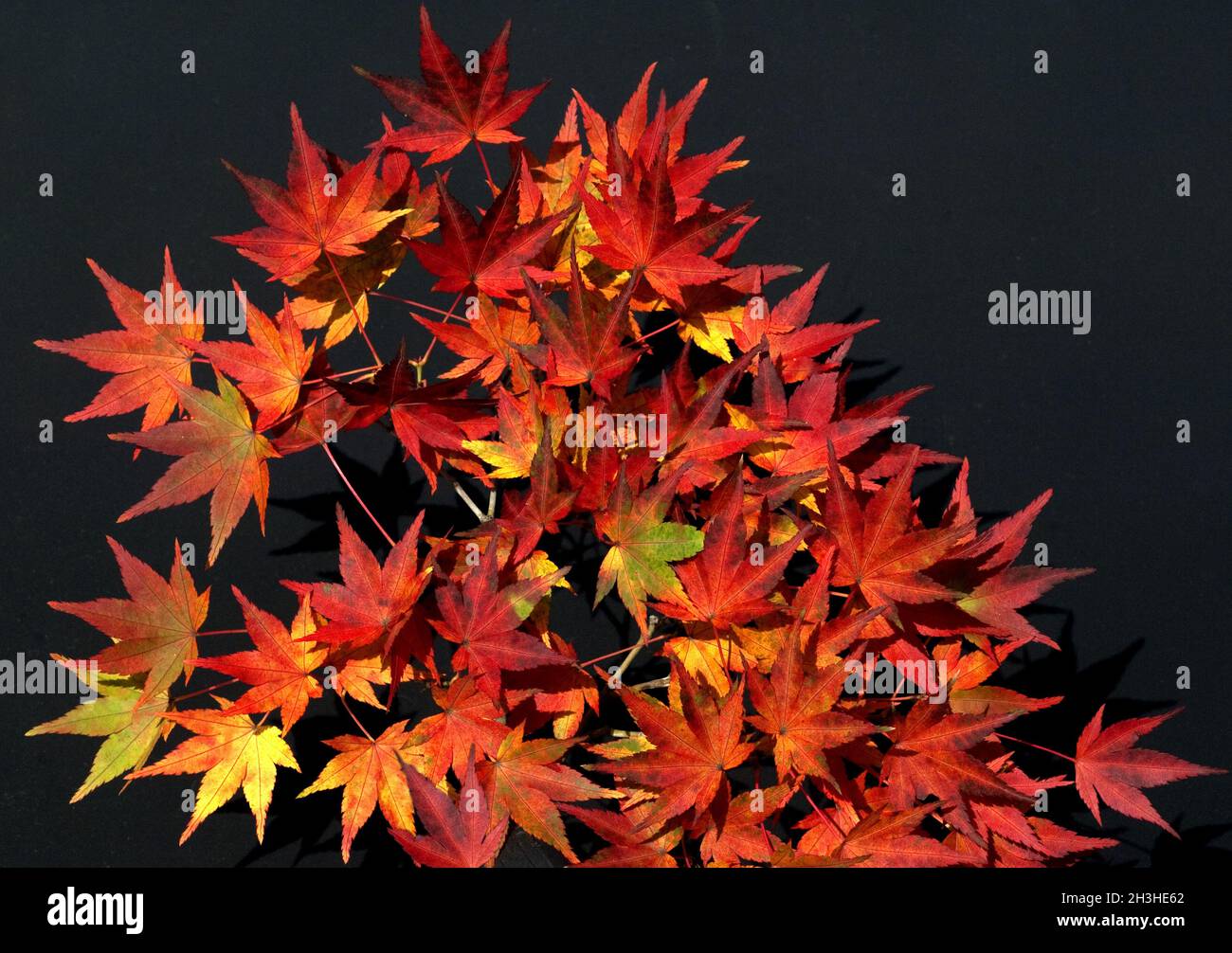 Sycamore maple, autumn Stock Photo - Alamy