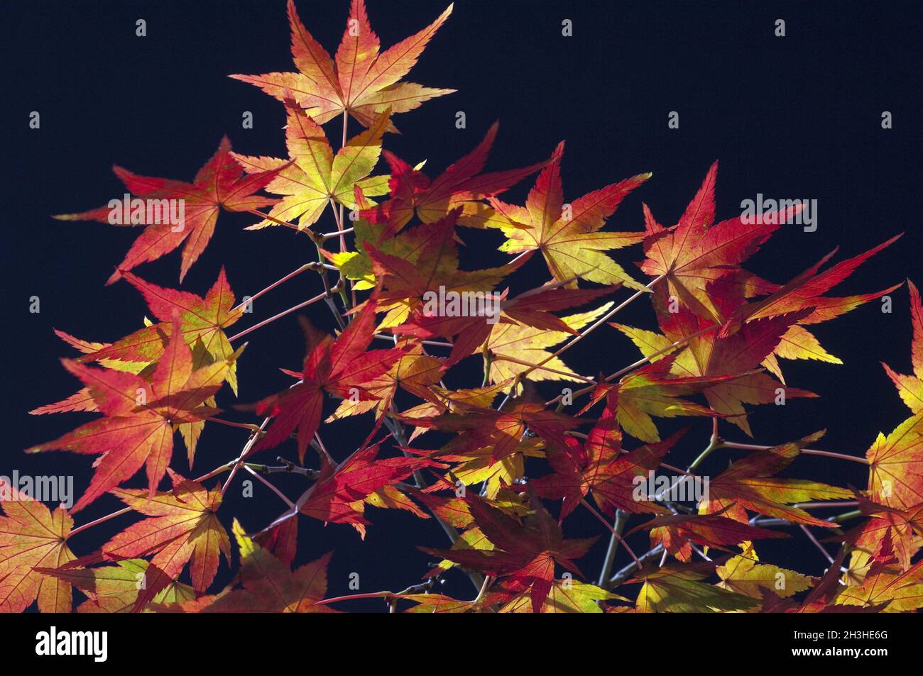 Sycamore maple, autumn Stock Photo - Alamy