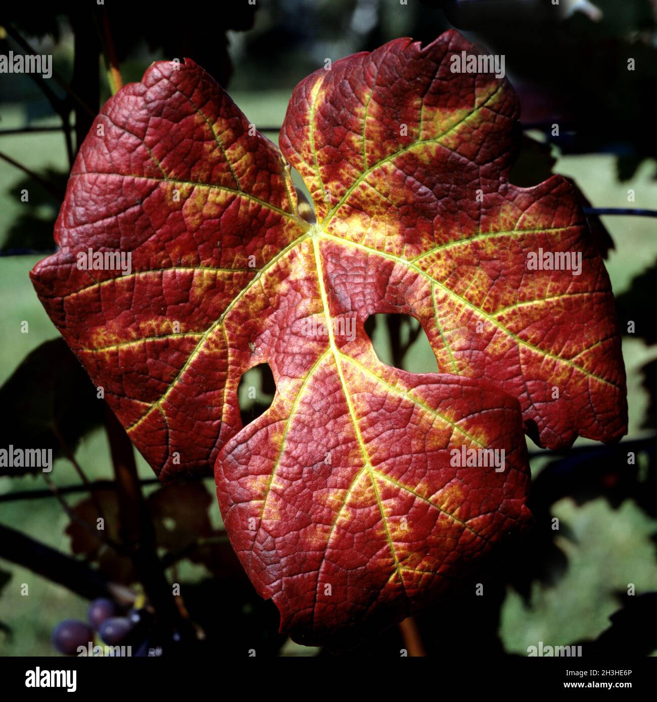 Red and yellow vine leaves hi-res stock photography and images - Alamy