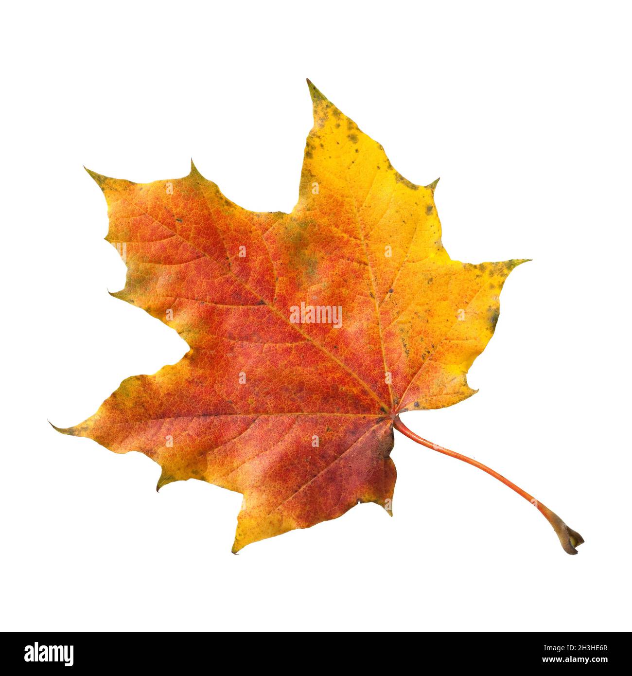 Maple photography Cut Out Stock Images & Pictures - Alamy