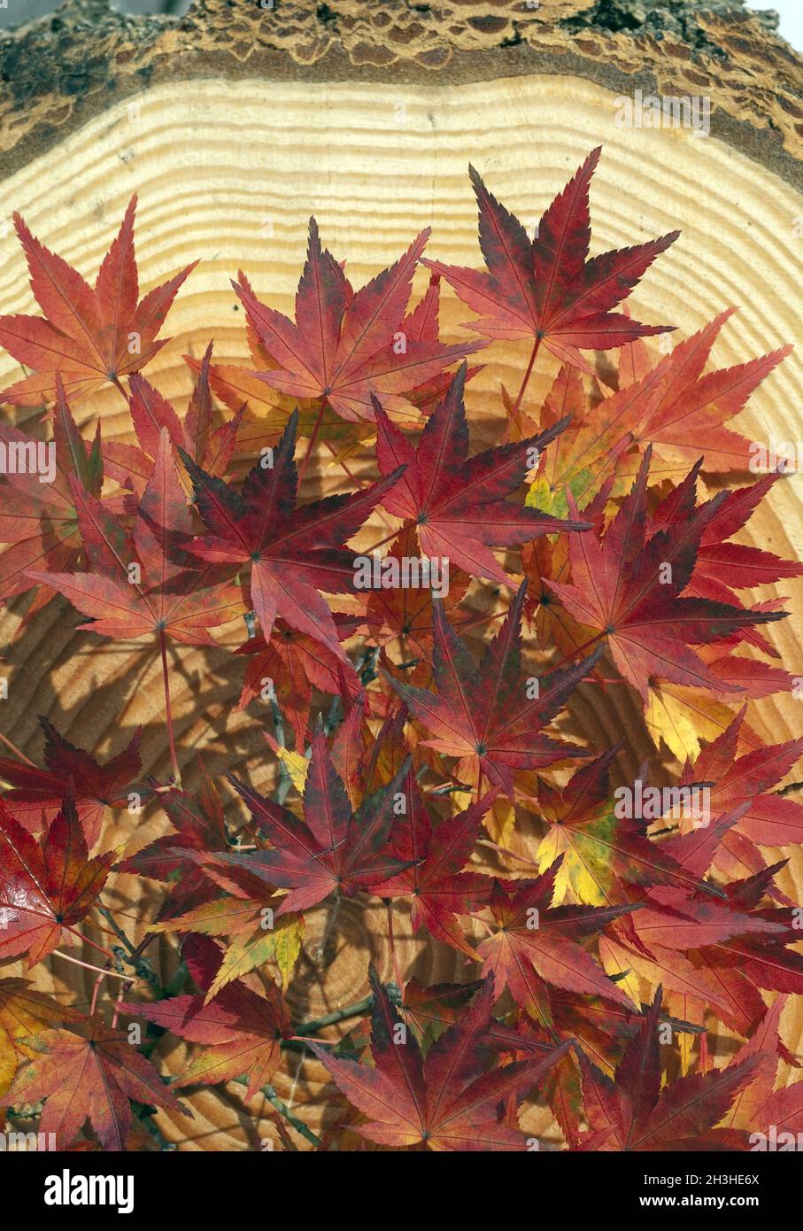 Sycamore maple, autumn Stock Photo - Alamy