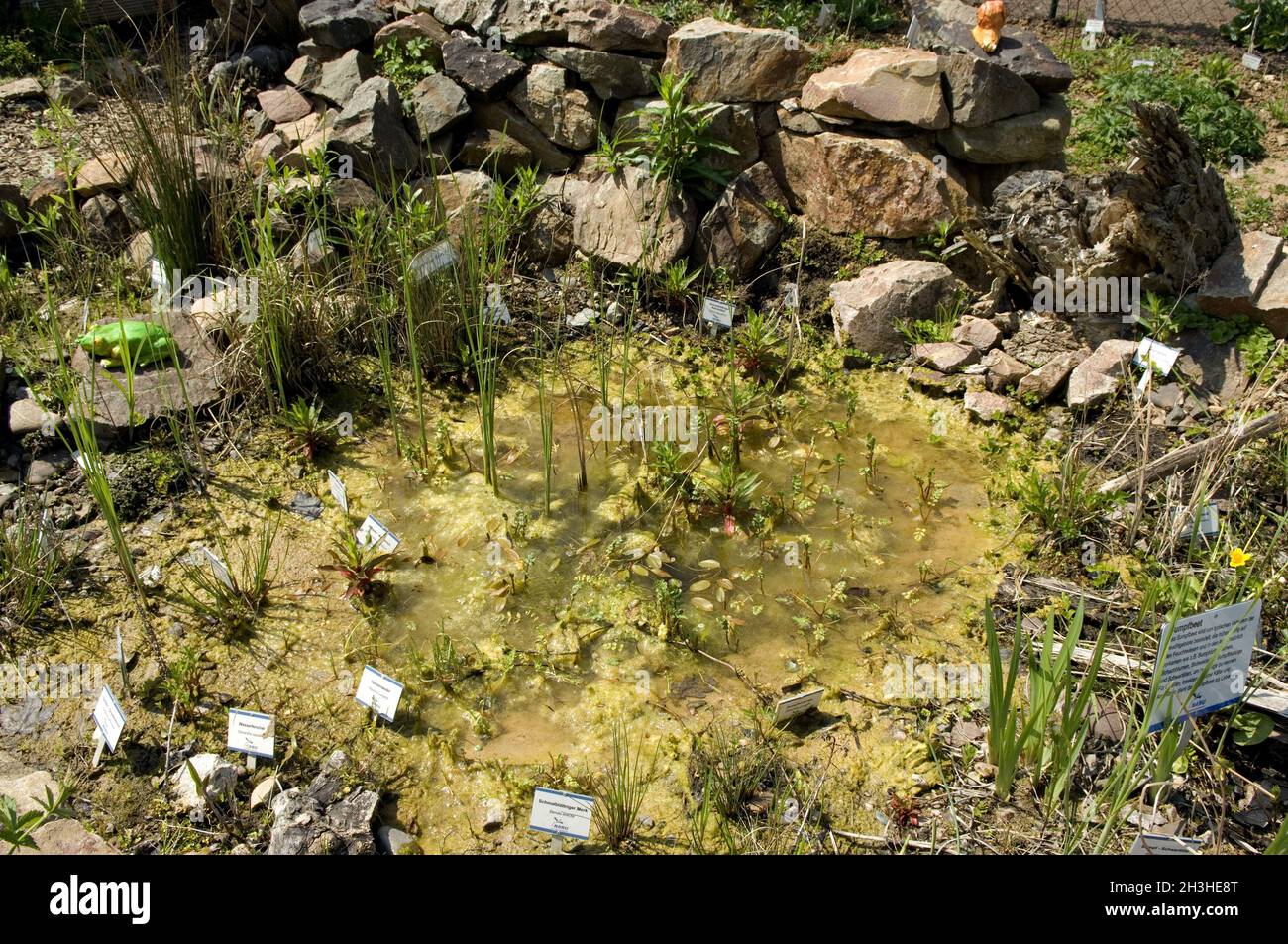 Swamp beds hi-res stock photography and images - Alamy