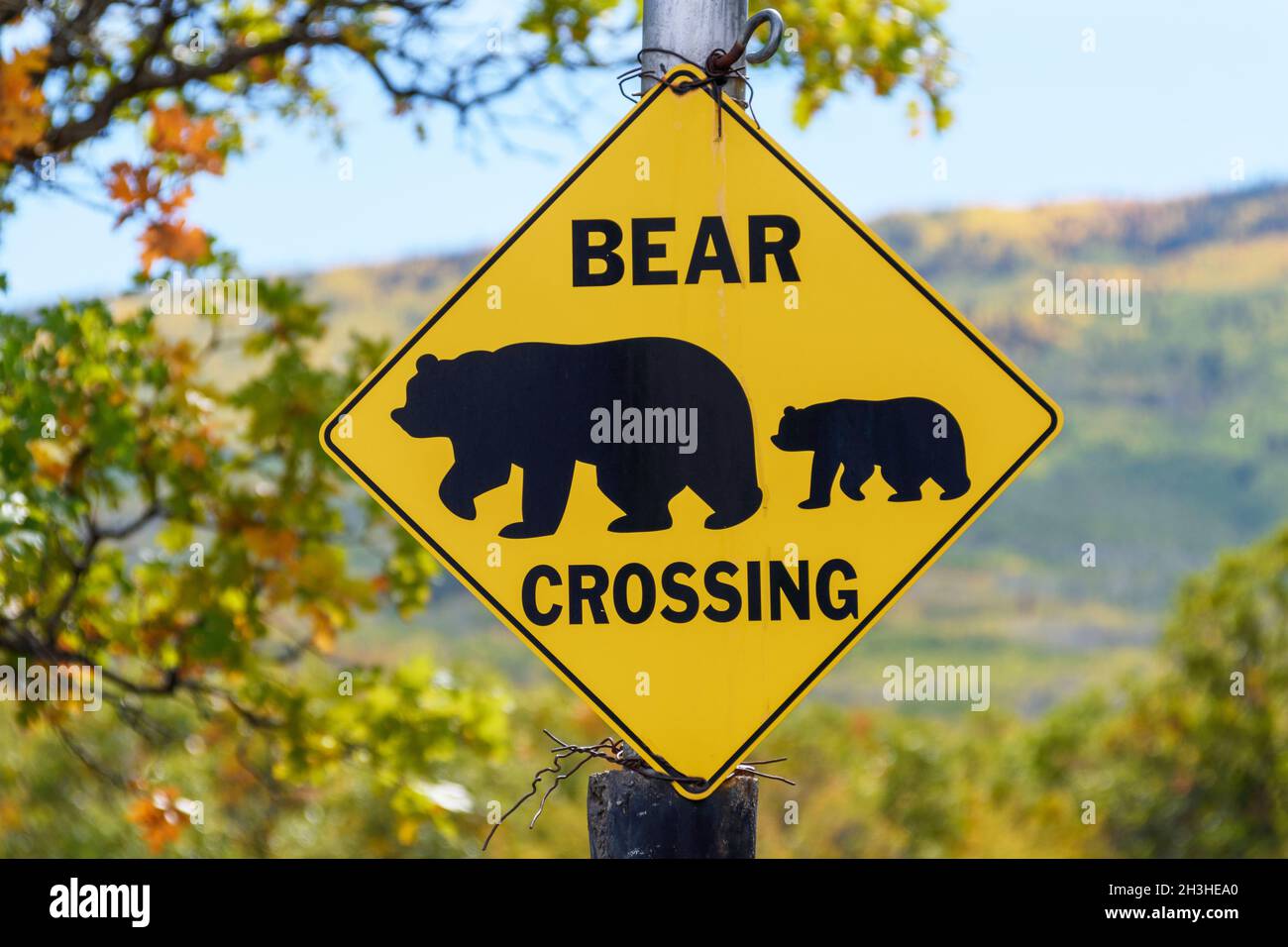 Bear Crossing road sign. Beautiful blurred fall landscape background ...