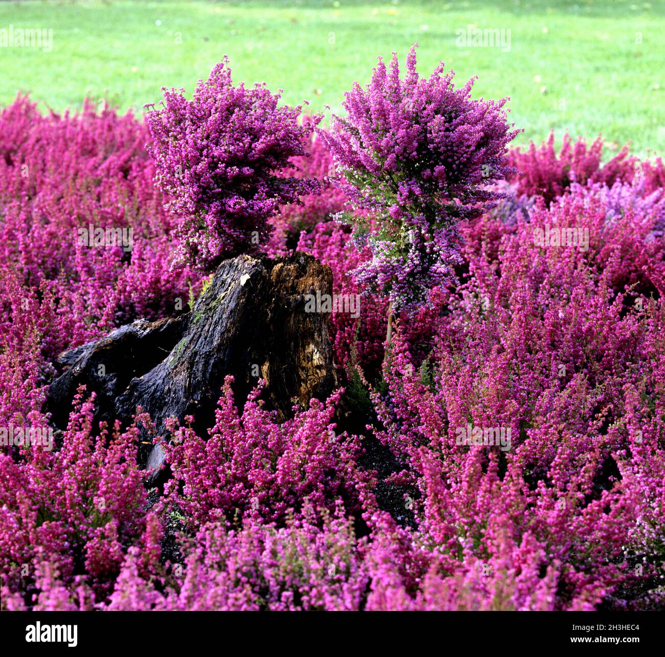 Blossoms of the heather calluna vulgaris hi-res stock photography and ...