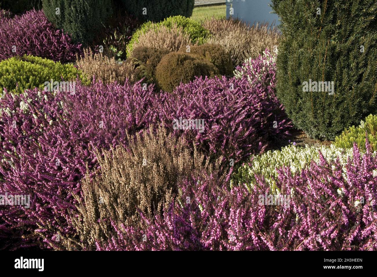 Front garden; Heather garden Stock Photo - Alamy