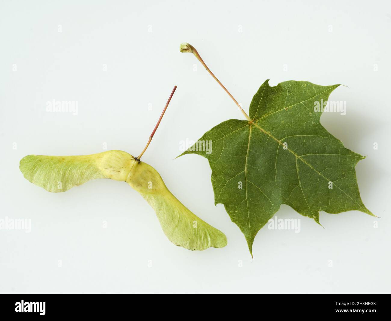 Maple, winged, fruit Stock Photo - Alamy