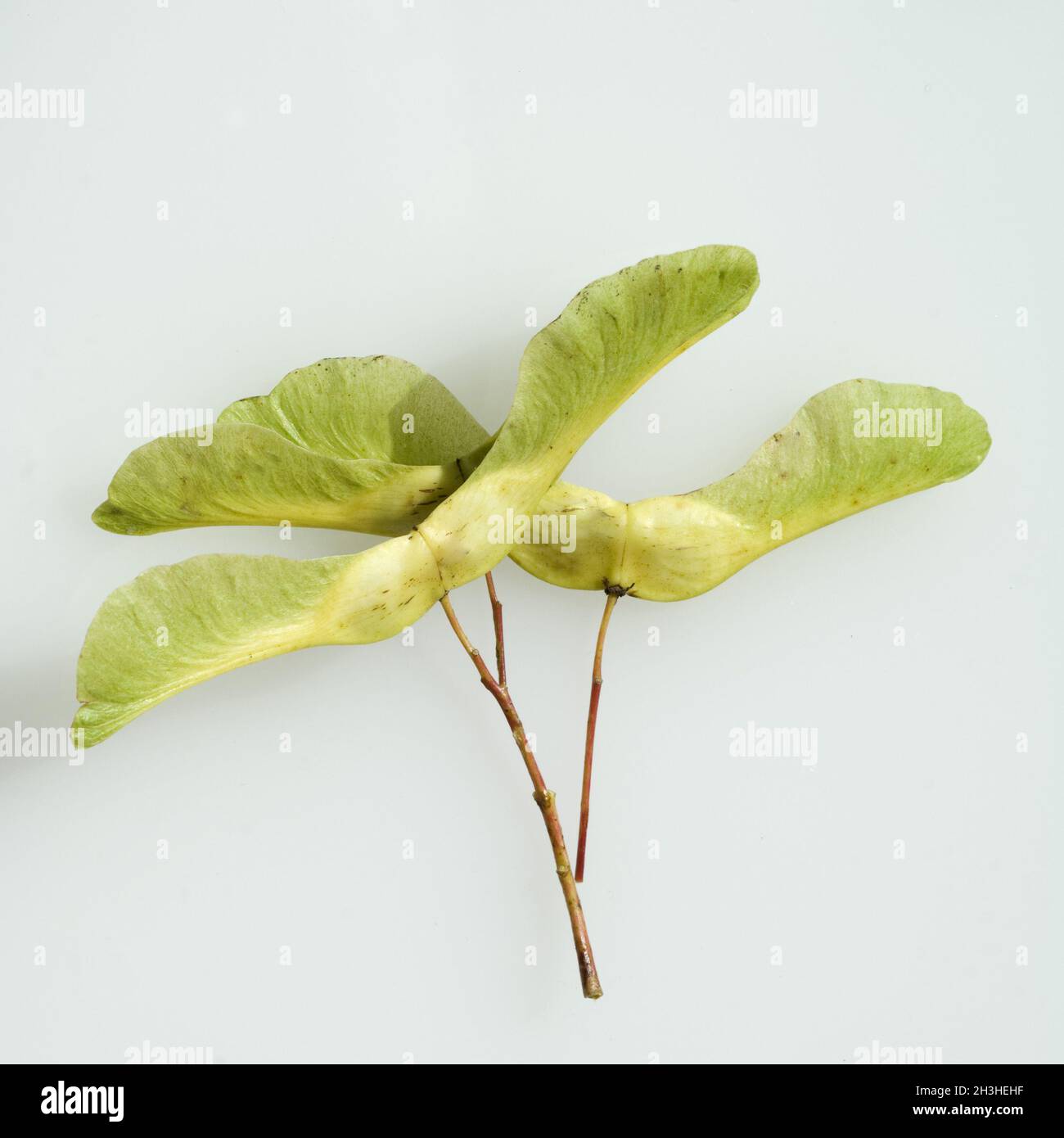 Maple, winged, fruit Stock Photo - Alamy