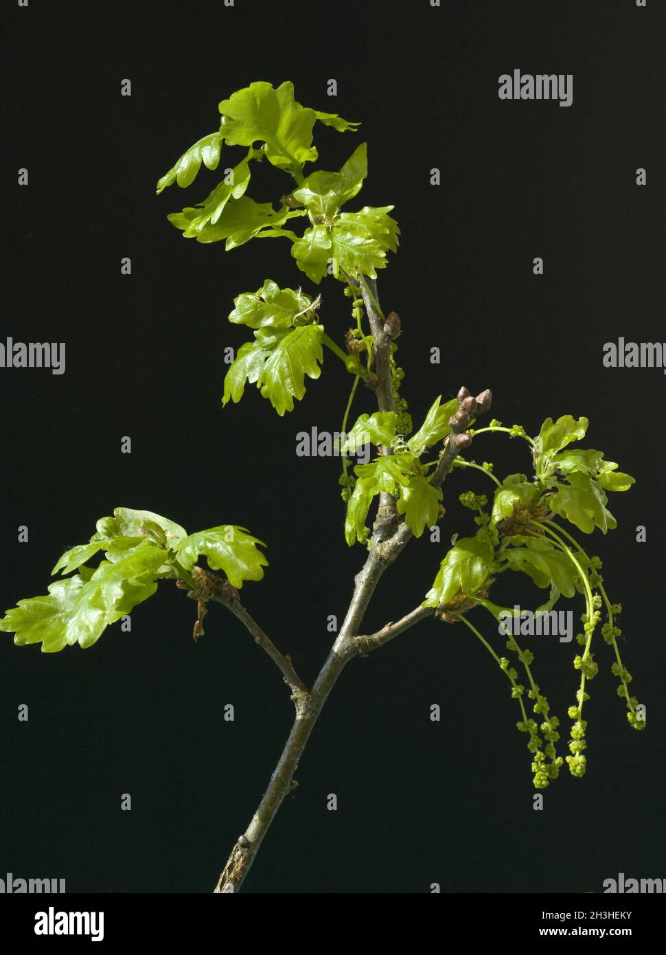 Oak tree product hi-res stock photography and images - Alamy