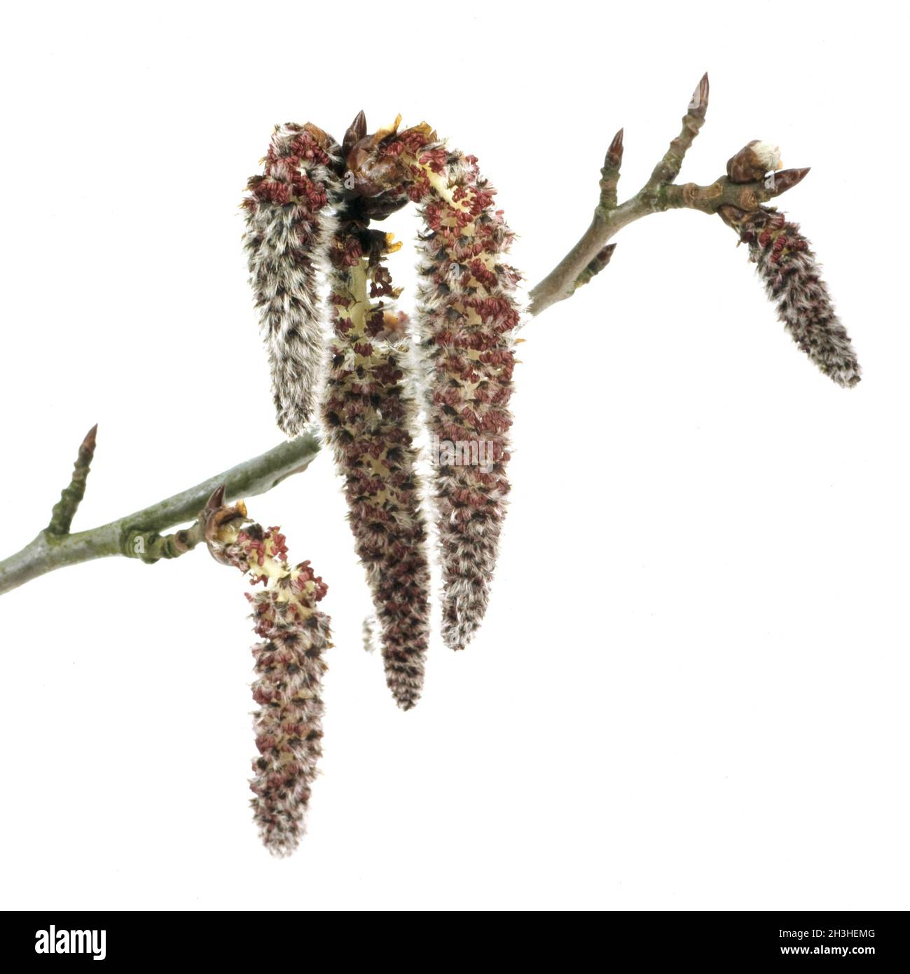 Aspen, Populus, Silver Poplar, Trembling Poplar Stock Photo - Alamy