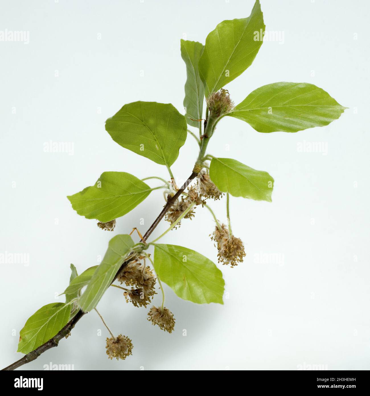 Sheet flowers leaves on hi-res stock photography and images - Alamy