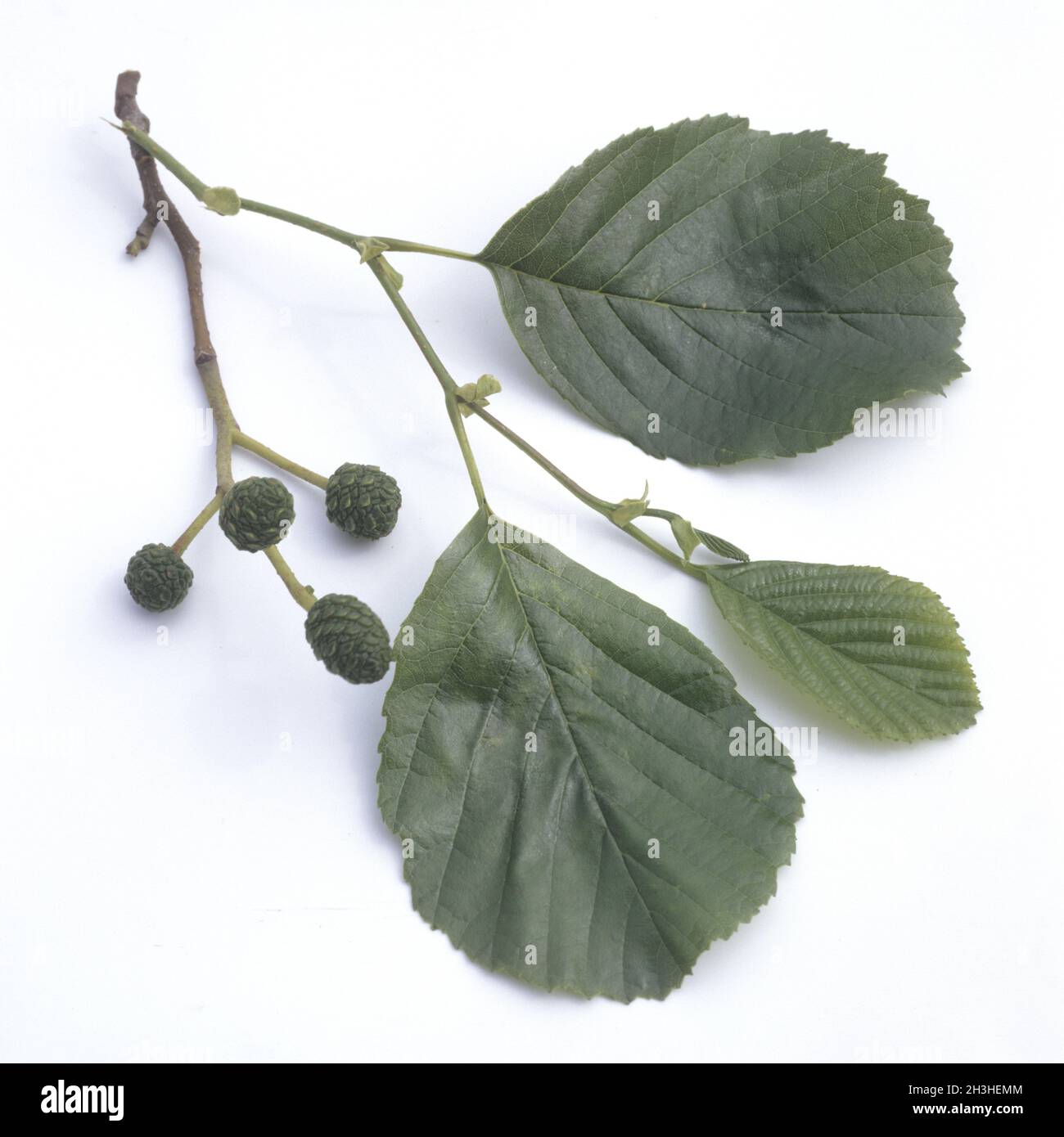 Cut Leaf Alder High Resolution Stock Photography and Images - Alamy