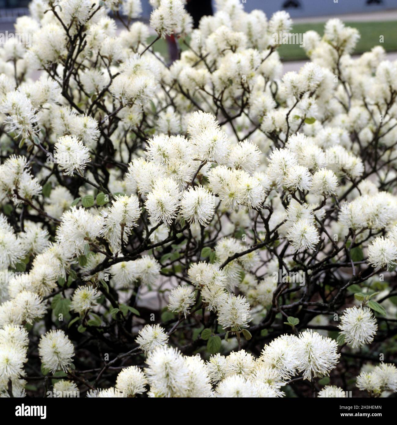 Feather bush hi-res stock photography and images - Alamy