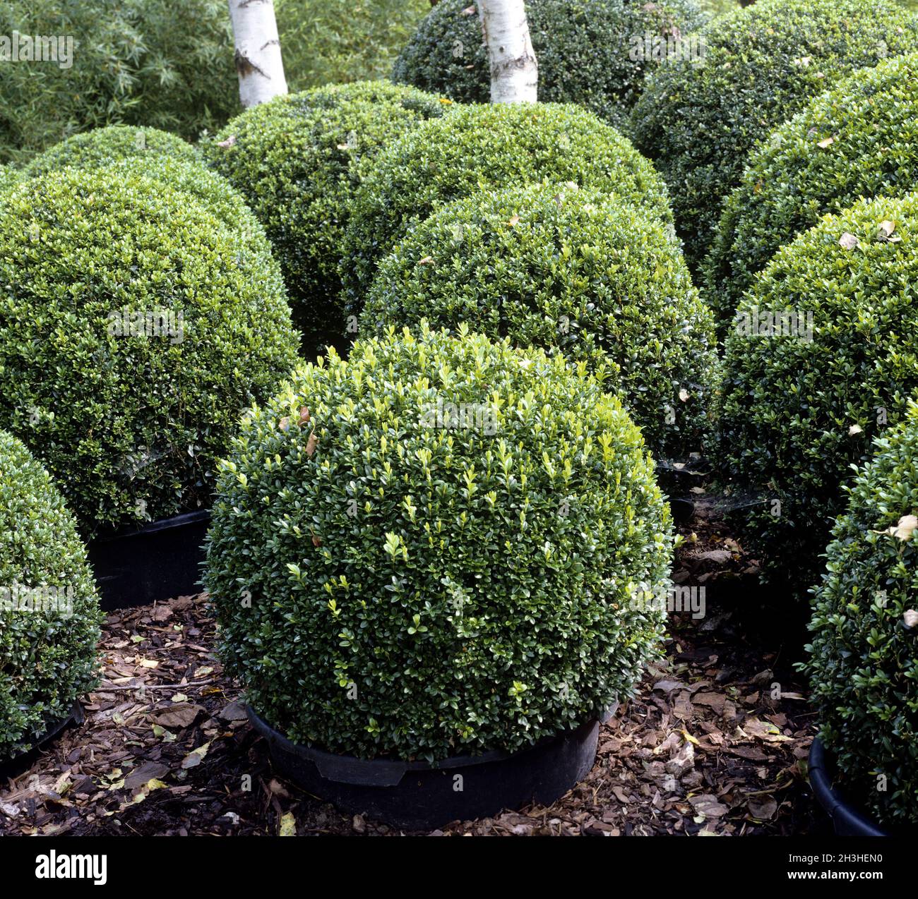 Ball topiary hi-res stock photography and images - Alamy