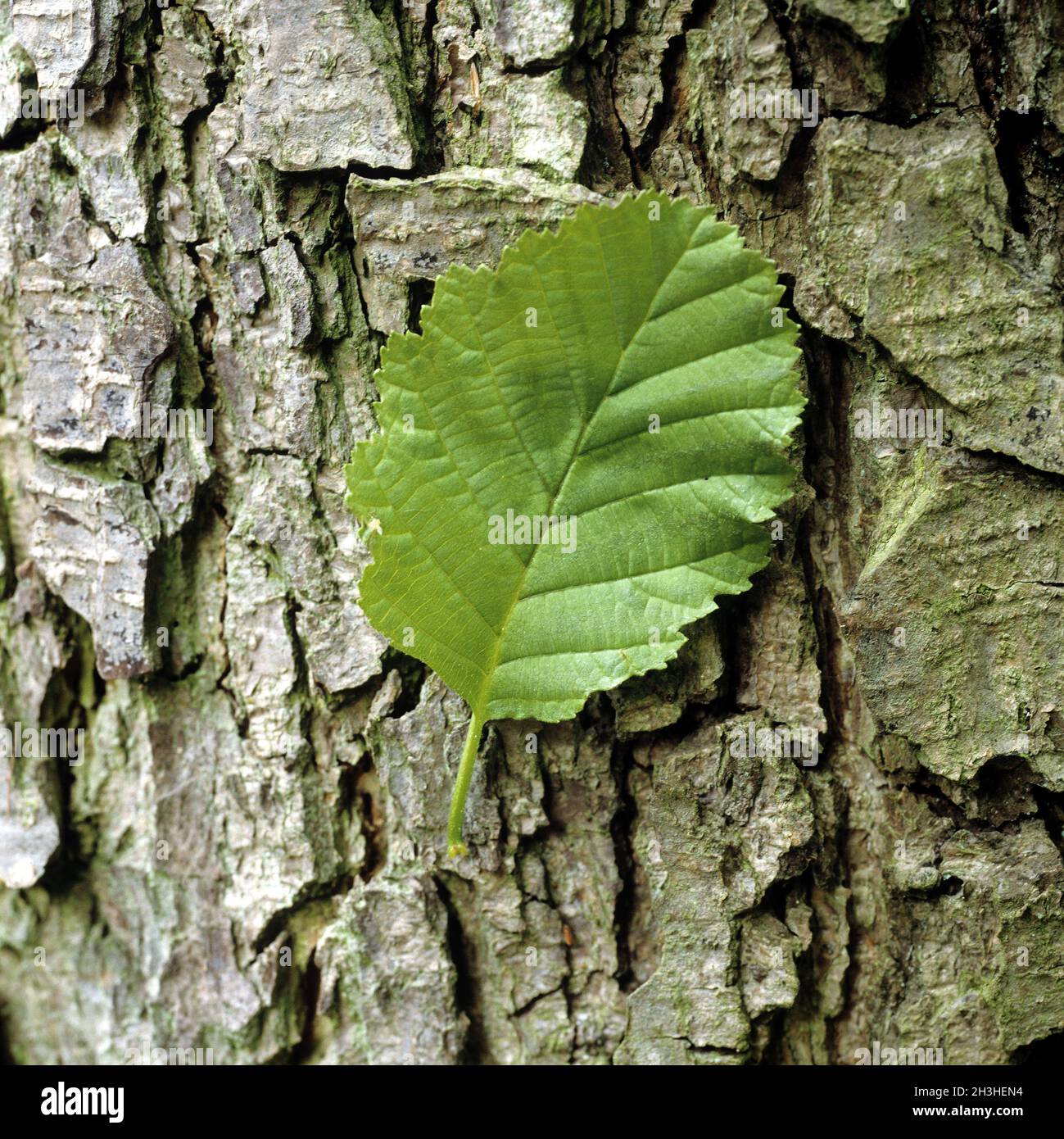 Alder, Black Alder, Stem, Leaf Stock Photo - Alamy