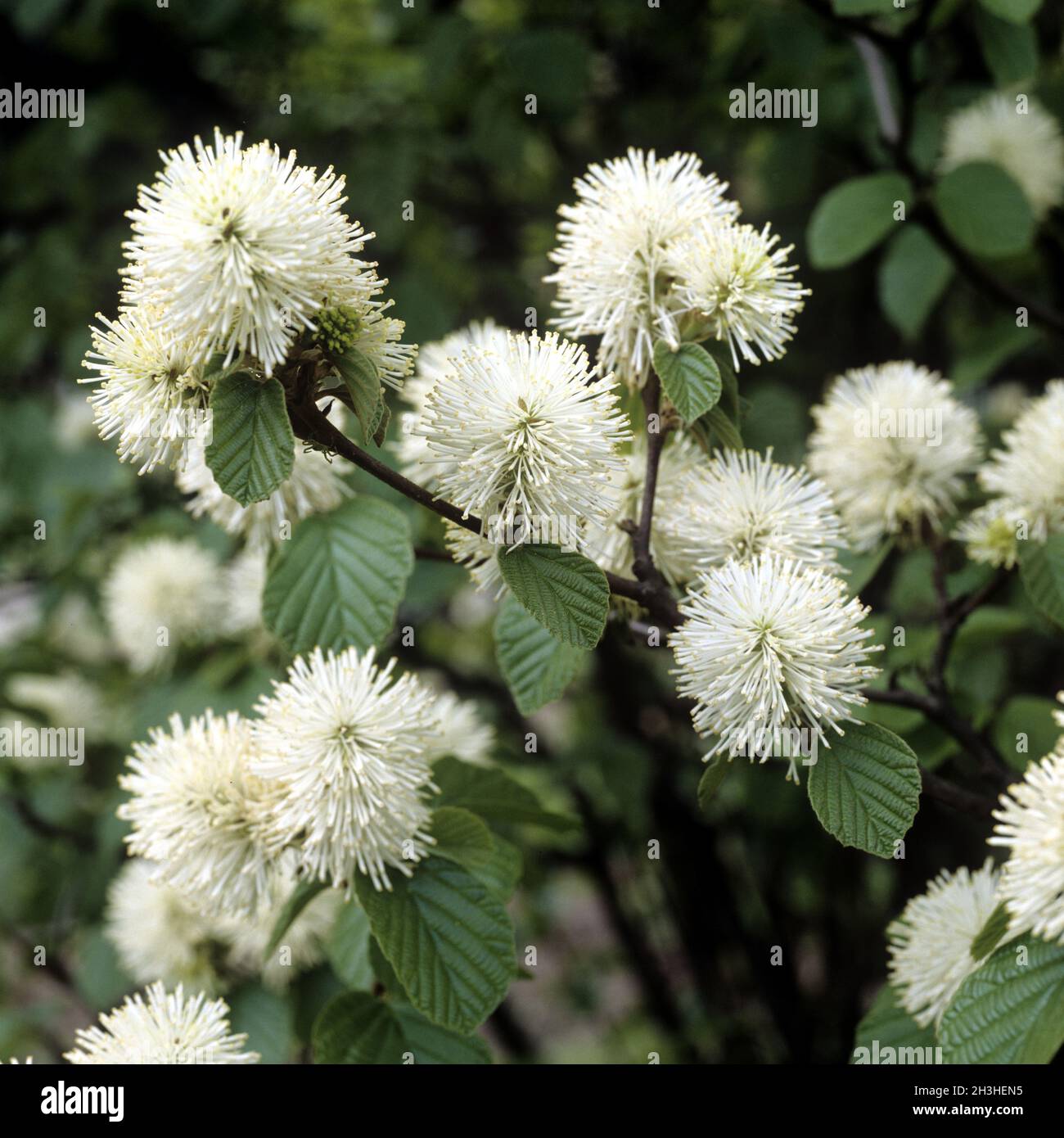 Feather bush hi-res stock photography and images - Alamy