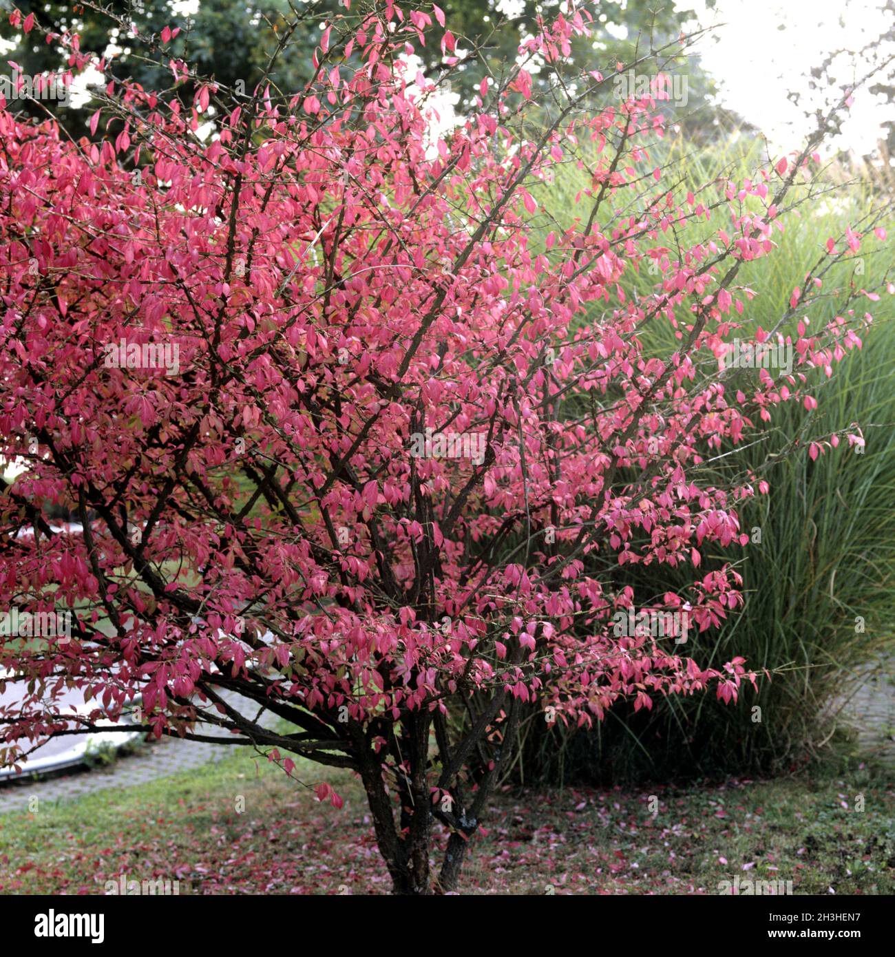 Rock pear tree hi-res stock photography and images - Alamy
