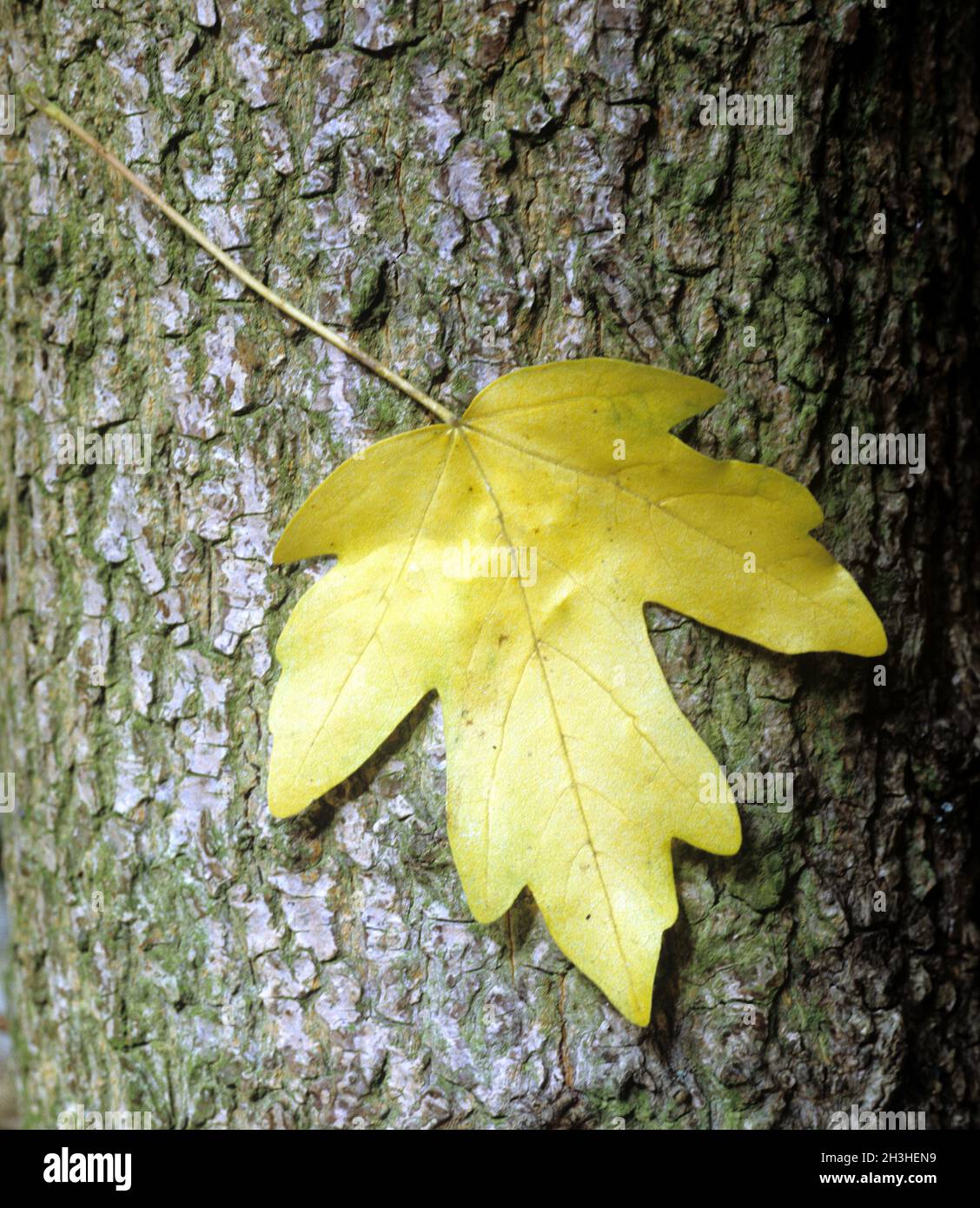 Field maple leaf hi-res stock photography and images - Alamy