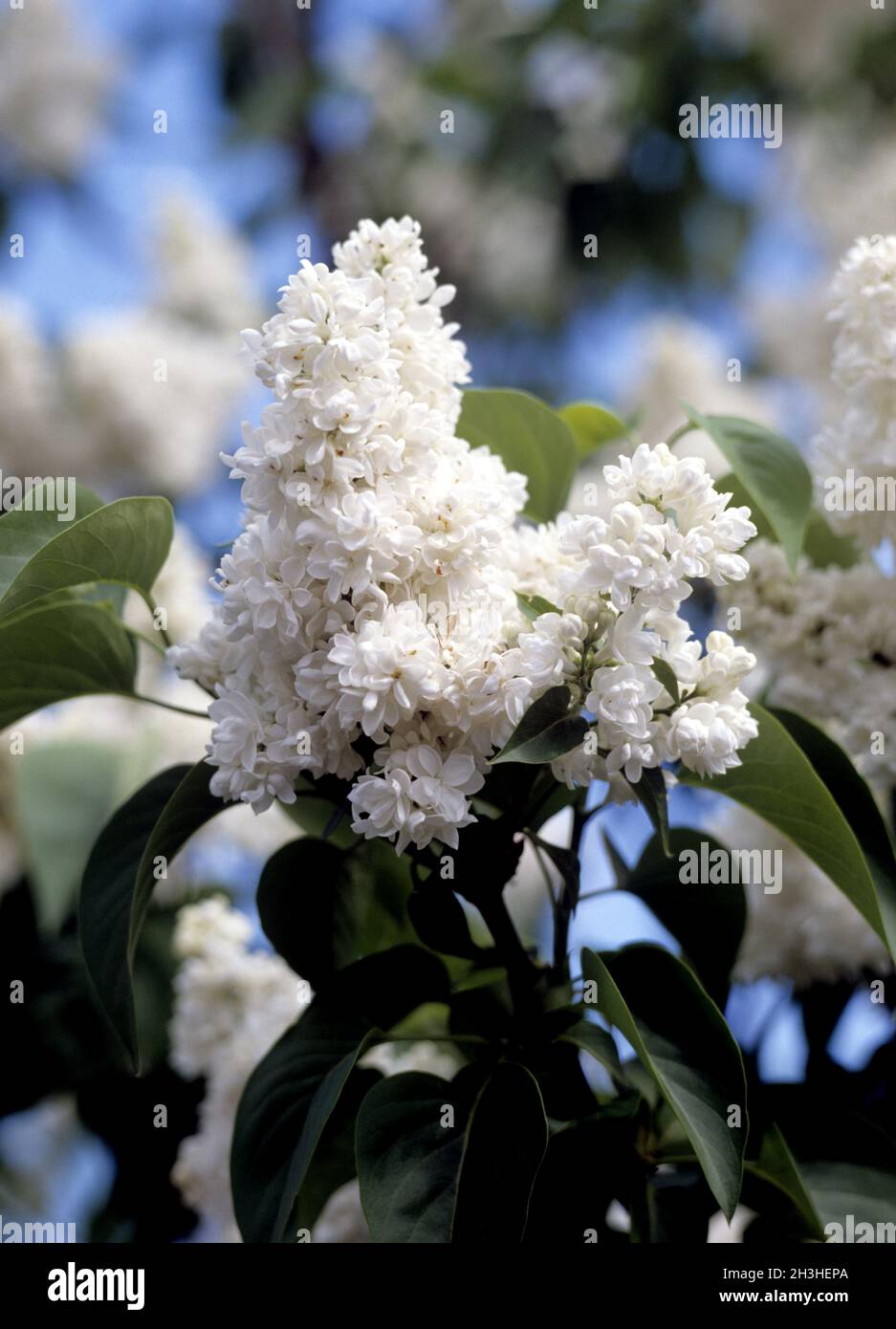 Lilac, Syringa vulgaris, white blossom Stock Photo - Alamy