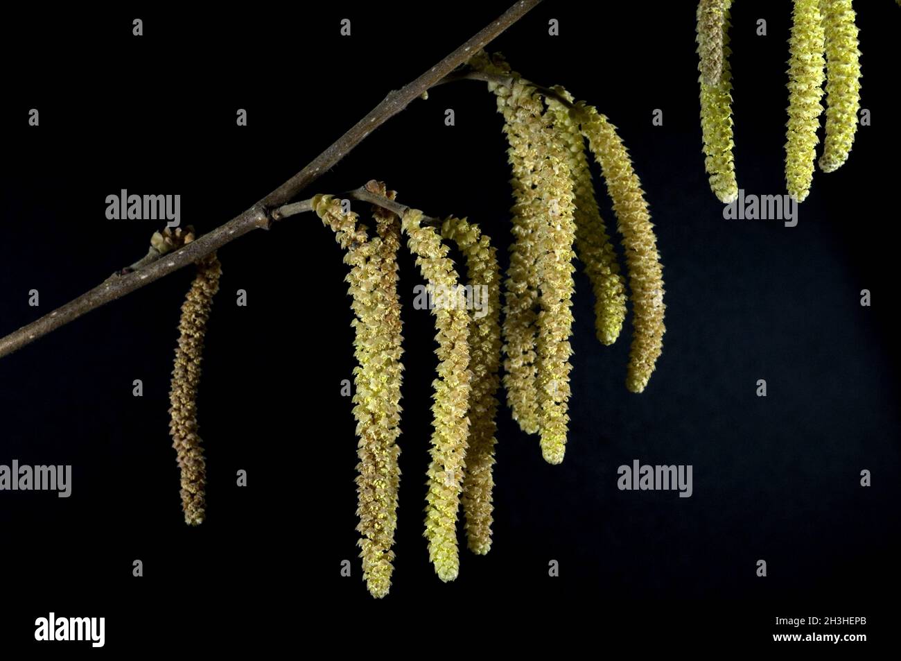 Hazelnut seedlings, pollen Stock Photo - Alamy