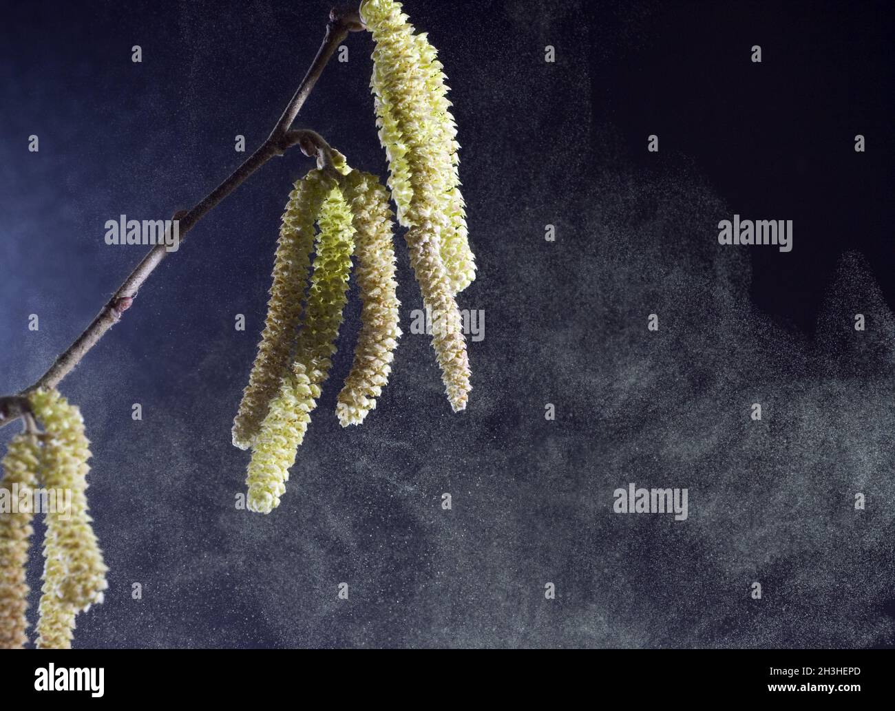 Hay fever free hi-res stock photography and images - Alamy