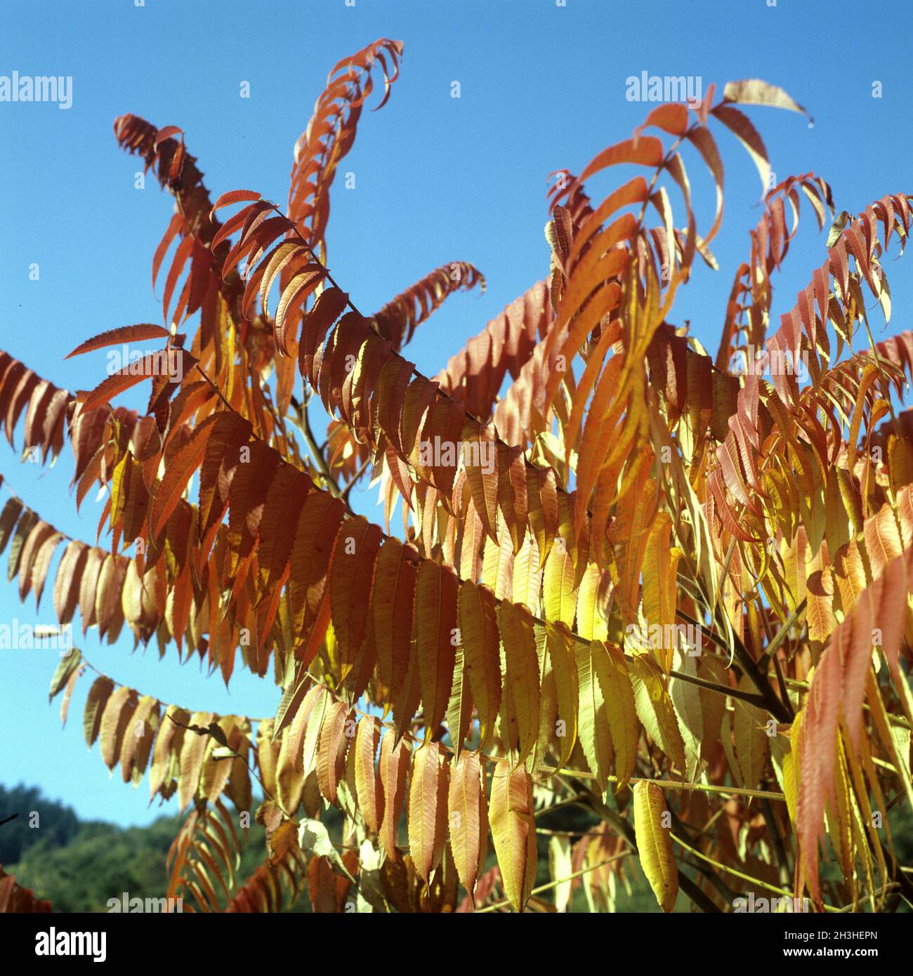 Vinegar tree, Rhus hirta Stock Photo - Alamy