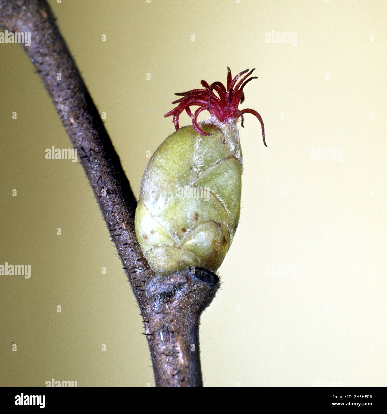 Corkscrew bush hi-res stock photography and images - Alamy