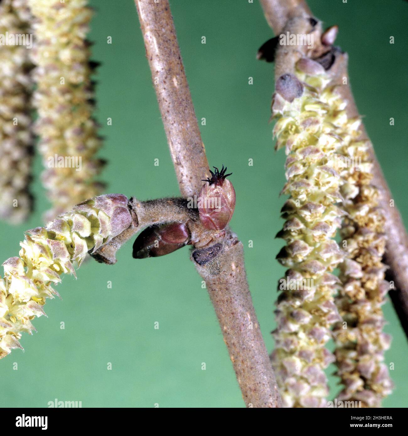 Hazelnut blossom hi-res stock photography and images - Alamy