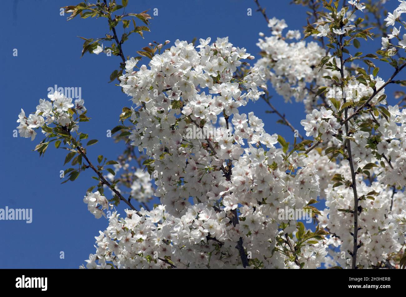 Jo cherry hi-res stock photography and images - Alamy