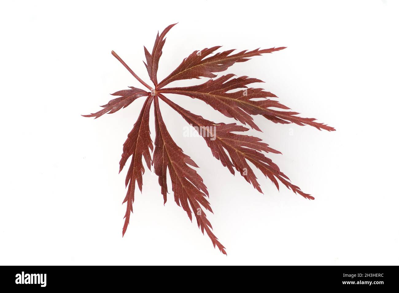 European sycamore maple; Acer palmatum Stock Photo - Alamy