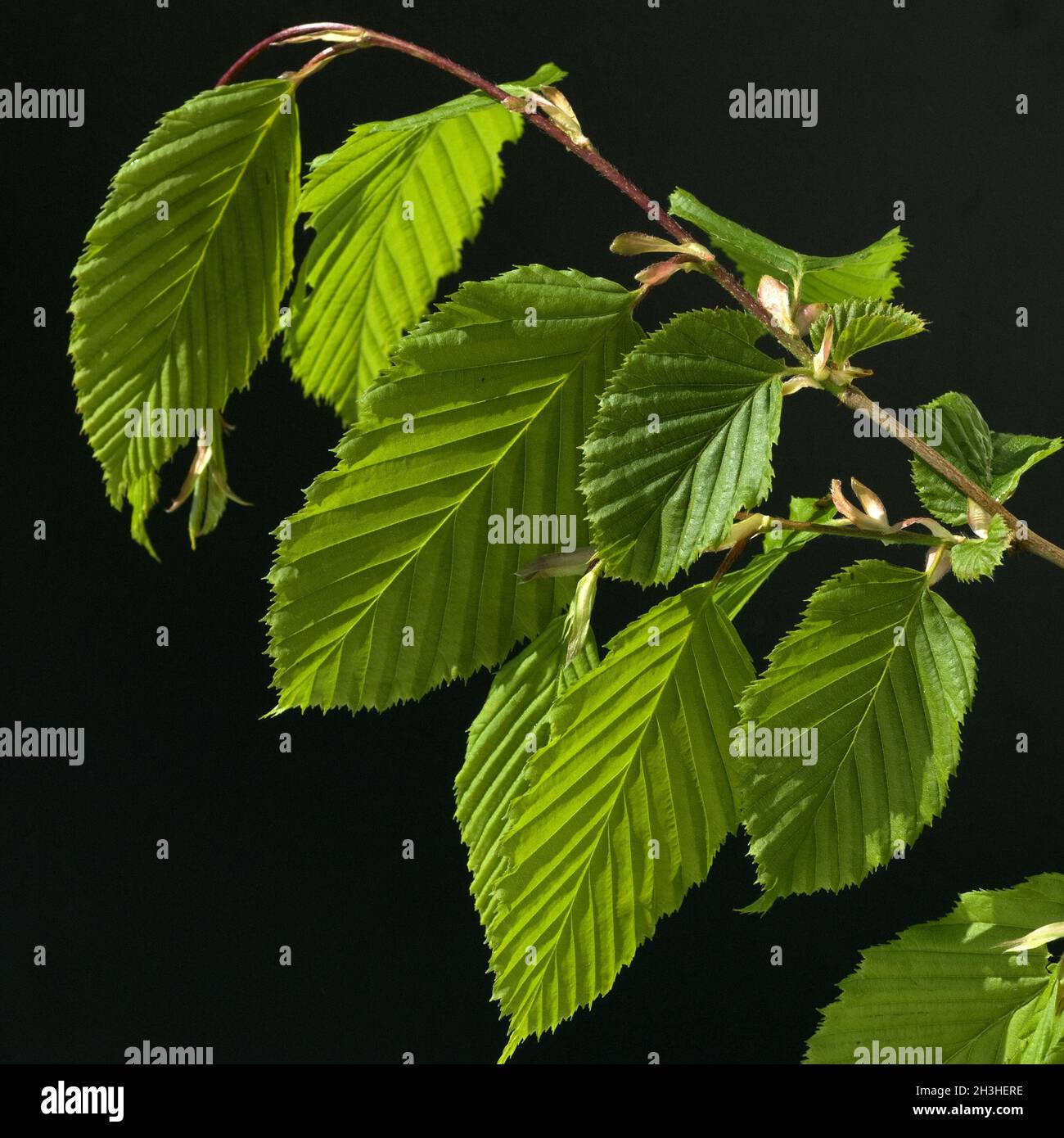 Hornbeam leaf, hornbeam, Carpinus betulus Stock Photo - Alamy