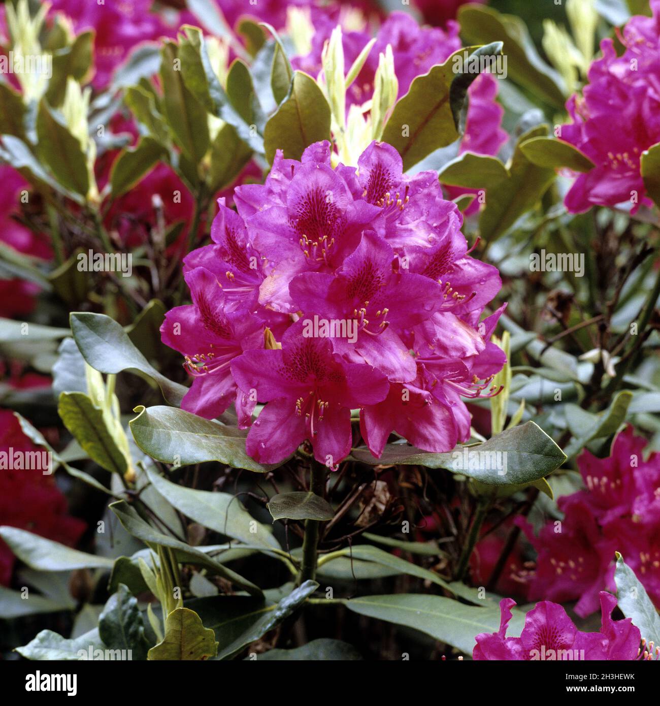Hybrid rhododendrons hi-res stock photography and images - Alamy