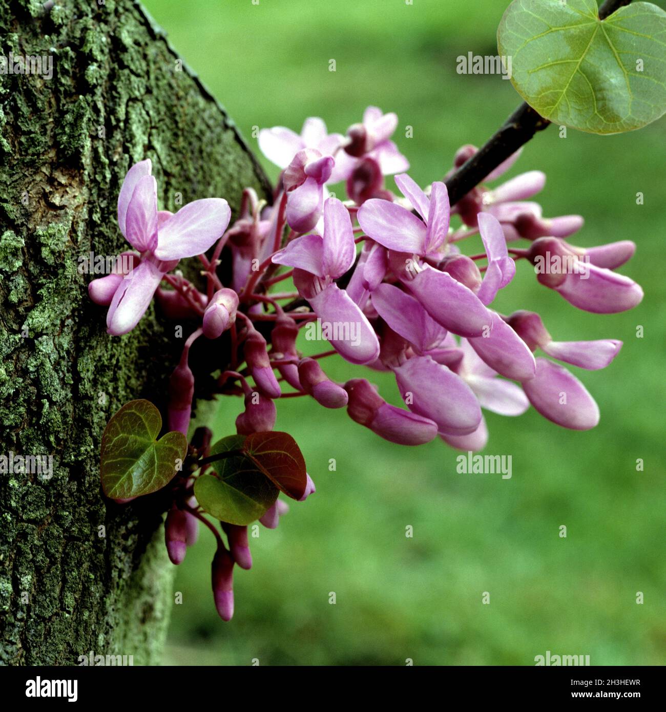 Judas tree; Common; Cercis siliquastrum Stock Photo - Alamy